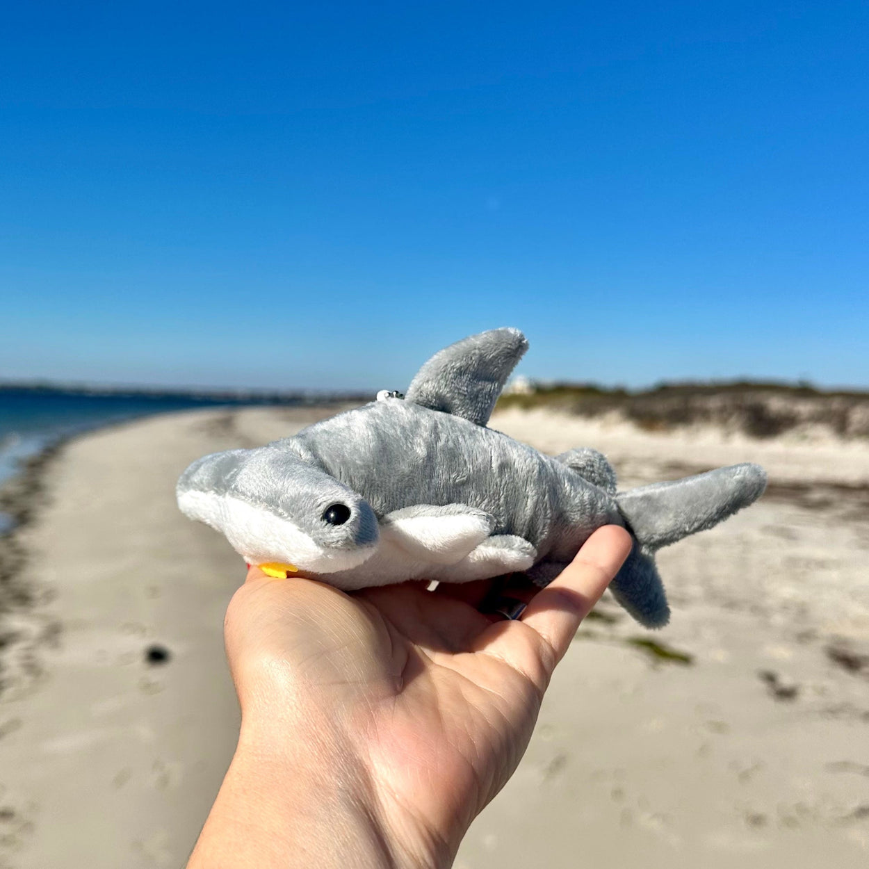 Save The Sharks – Salt N' Fin Co.