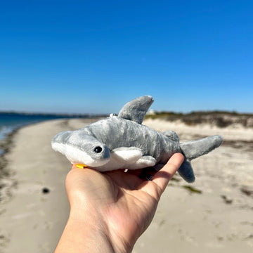 Hammerhead Shark Collection – Salt N' Fin Co.