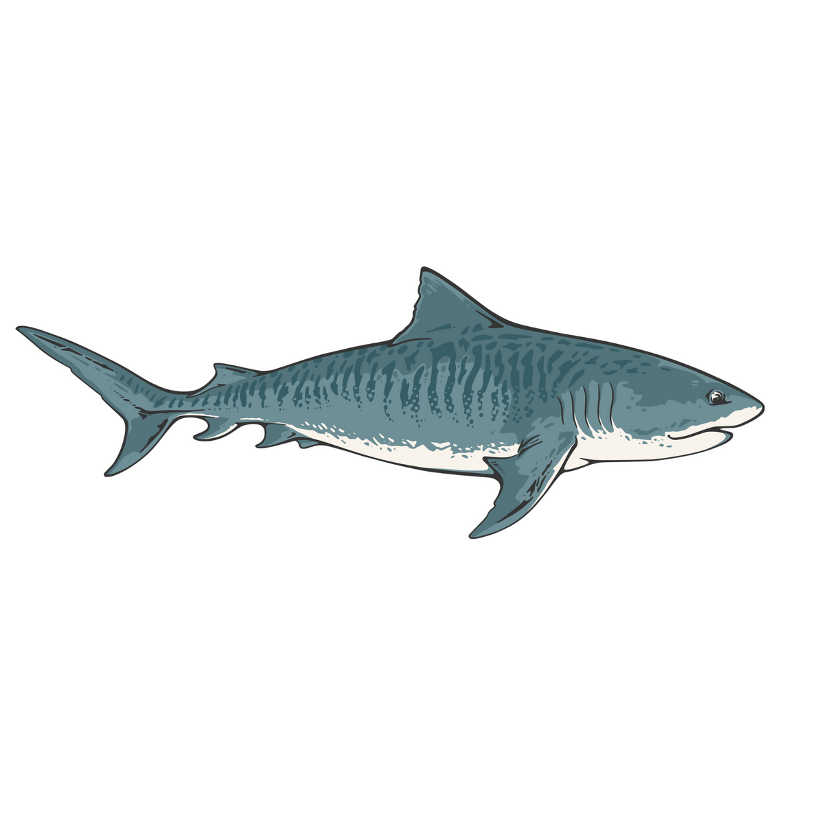 Tiger Shark Sticker – Salt N' Fin Co.